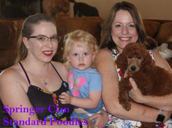 Springer Clan Standard Poodles