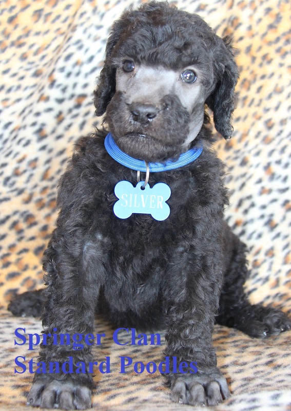 Springer Clan Standard Poodles
