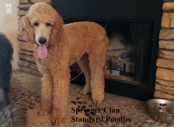 Springer Clan Standard Poodles